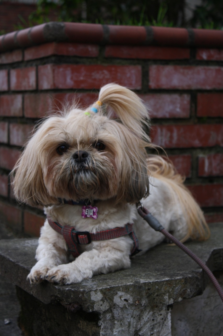 Shih-Tzu - Tout pour mon chien